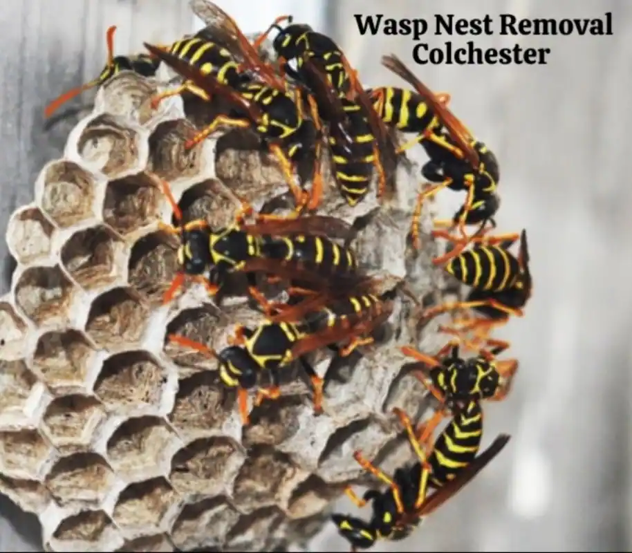 Stinging Insects in Your Home: Identifying Wasp Nests and Effective ...