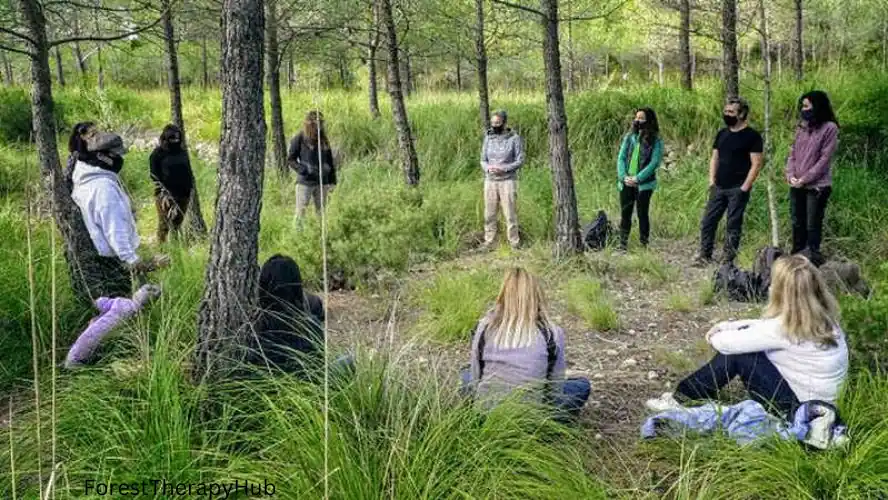 Forest Therapy Guide: A Holistic Journey with ForestTherapyHub - Vents ...