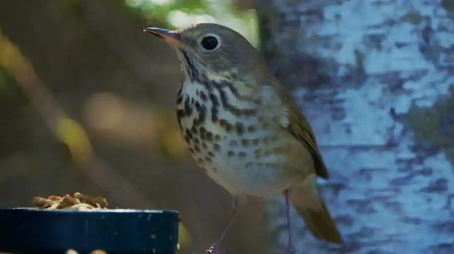 Using Mealworms as Fish Feed: Exploring the Benefits of Insect Protein ...
