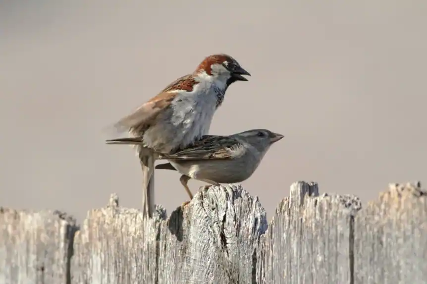 Story about Birds Mating - Vents Magazine