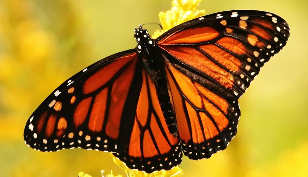 https://pussmoth.com/las-mariposas-monarca-regresan-a-lo-grande - Vents ...