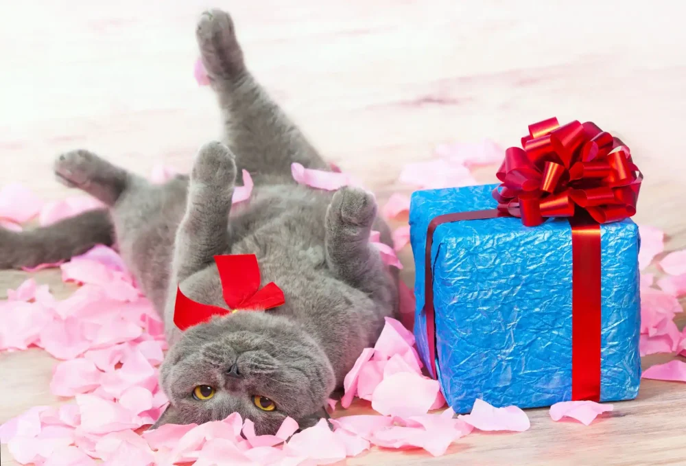 Best Cat Gifts- Perfect Presents for Your Feline Friend - Vents Magazine